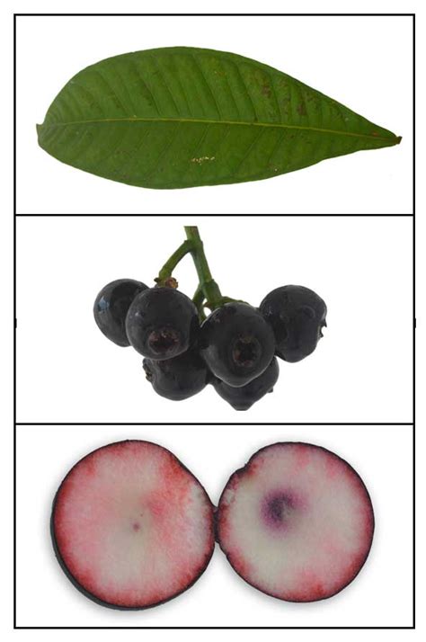 Lipote Syzygium Polycephaloides Philippine Medicinal Herbs