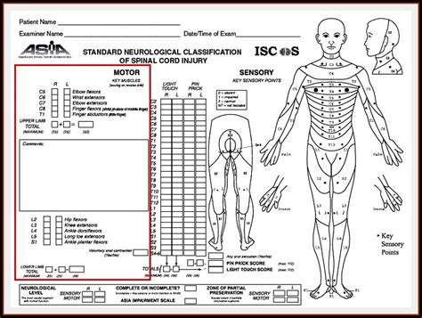 Truthlady3 Dermatomes Dermal Segmentation