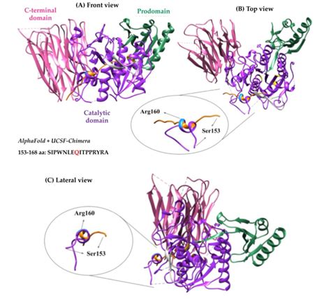 Alphafold 2 Structure Prediction Of The P Arg160gln Pcsk9 Variant