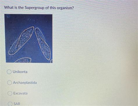 Solved What Is The Supergroup Of This Organism Unikonta