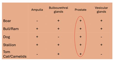 Lecture 1 Reproductive Anatomy Flashcards Quizlet