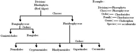 Classification Of Algae