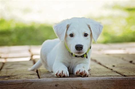 30000 Free Cute Dog And Dog Images Pixabay
