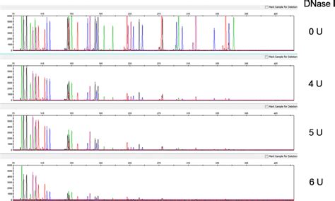 Developmental Validation Of Globalfiler™ Pcr Amplification Kit A 6 Dye