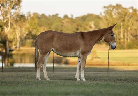 Paris Super Cool Ranch And Trail Deluxe 8 Yr Old Red Dun Molly Mule