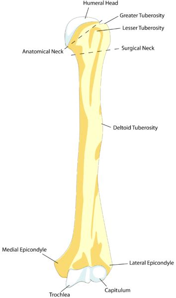 Difference Between Condyle And Epicondyle Definition Anatomy Function