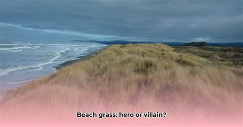 Beach Grass Guide Dune Stabilization And Invasive Potential