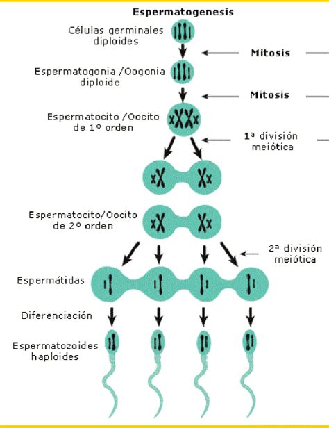 Esquema De La Espermatogénesis ¡fotos And Guía 2024
