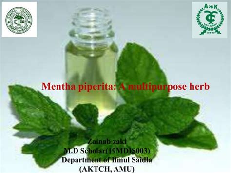 Mentha Piperita Pptx