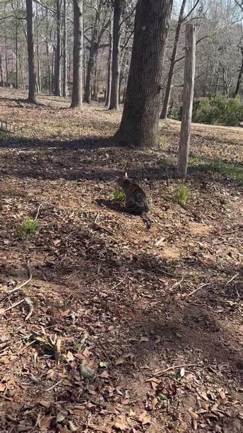 Cat Posts Album On Imgur