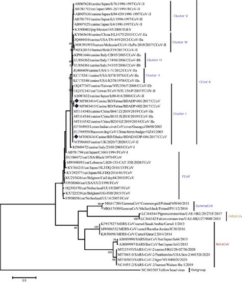 maximum likelihood phylogenetic tree based on the partial rdrp sequence