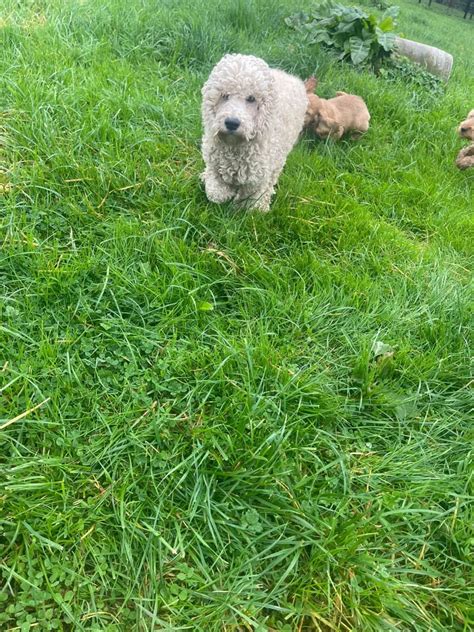 Cavapoo Dogs And Puppies For Sale In England Gumtree