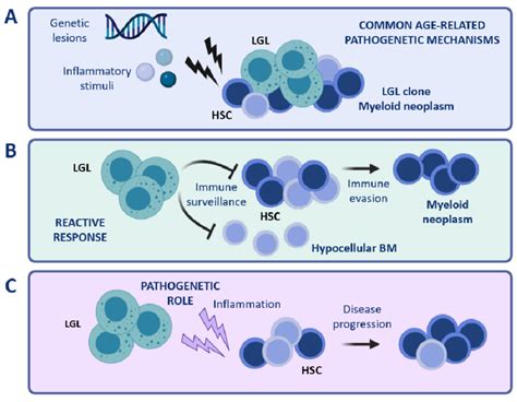 Coexistence Of Lgl And Myeloid Clones Different Scenarios Can Be Download Scientific Diagram