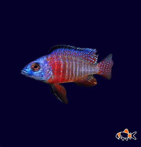 Red Peacock Cichlid Bay Aquatics Tauranga New Zealand