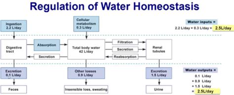 Urine Osmolarity Flashcards Quizlet