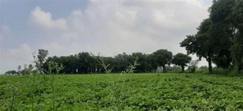 5 Kg Vermicompost Packaging Bags At Rs 50piece In Bhopal Id