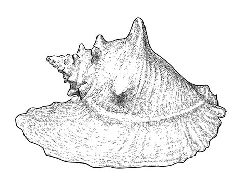 Premium Vector Sketch Of Big Seashell Realistic Hand Drawing Vector