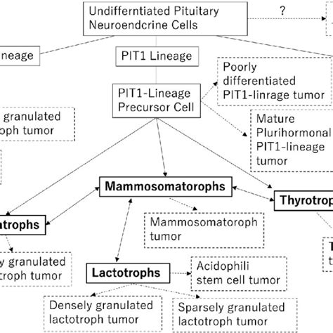 Pituitary Neuroendocrine Tumor Pitnetpituitary Adenoma As Described