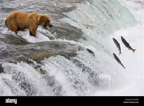 Juvenile Brown Bear Catching Salmon At The Top Of Brooks Falls Katmai