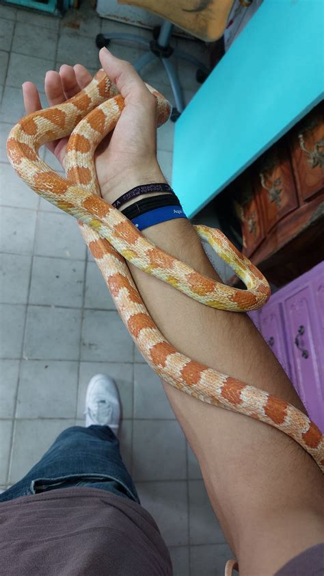 Corn Snake Morph Corn Snakes Morphmarket Reptile Community