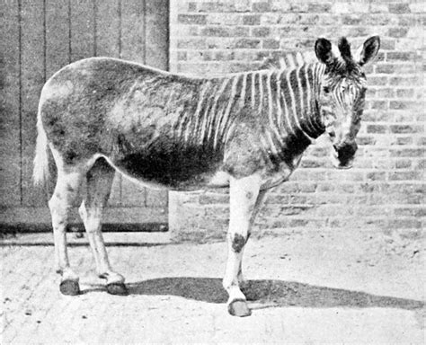 Quagga Dinopedia Fandom