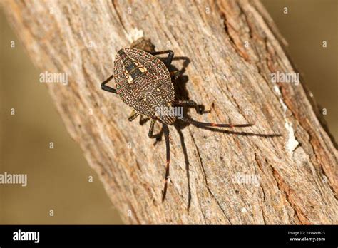 An Instar Nymph Of The Brown Shield Bug Oncocoris Apicalis Also Known