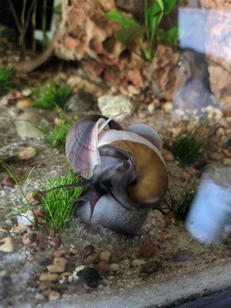 How To Tell If A Kuva Lich Has An Ephemera Rwarframe