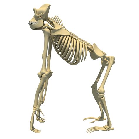 Gorilla Skeleton 3d Model 29 3ds C4d Lwo Max Ma Obj Xsi 3dm