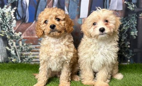 Cavapoochon Puppy Guide Find The Right Fit Douglas Hall Kennels