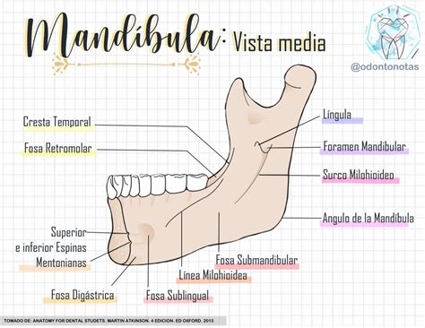 Anatomía De La Mandíbula Anatomía Educación Para La Salud Anatomia