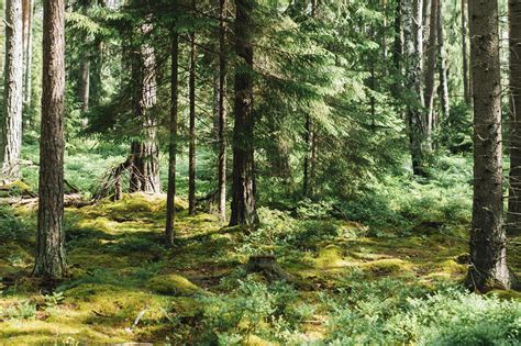 Why Forest Microbiome Is The New Must Have Ingredient In Your Skincare