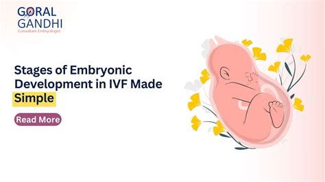 Stages Of Embryonic Development In Ivf Made Simple