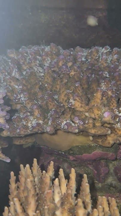 Mesenterial Filaments Feeding Response 30 Minutes After Feeding The