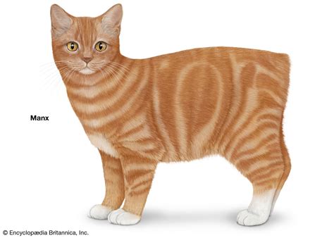Feral Cat Britannica