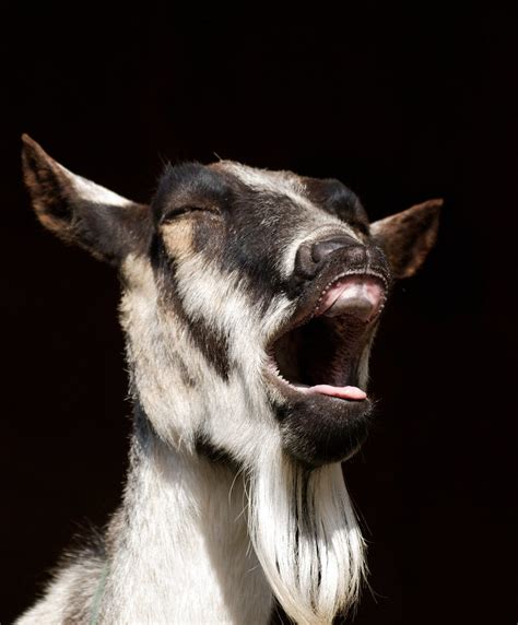 The Laughing Goat Ingrid V Taylar Flickr
