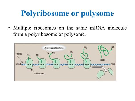 Genetic Code And Mutation Types And Effectspptx