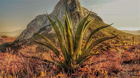 ¡orgullo Estas Son Las Plantas Que México Le Regaló Al Mundo Punto Mx