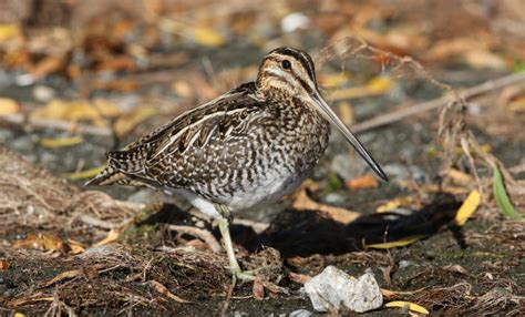 Bird Identification With Brad And Kathy Barnwell Redbud Audubon