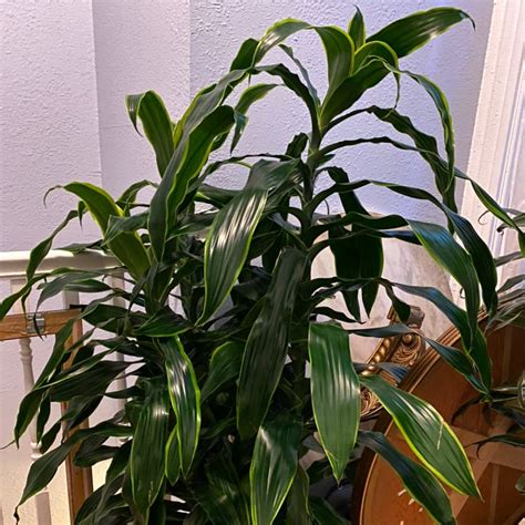 10 Advantages Of Having A Cornstalk Dracaena