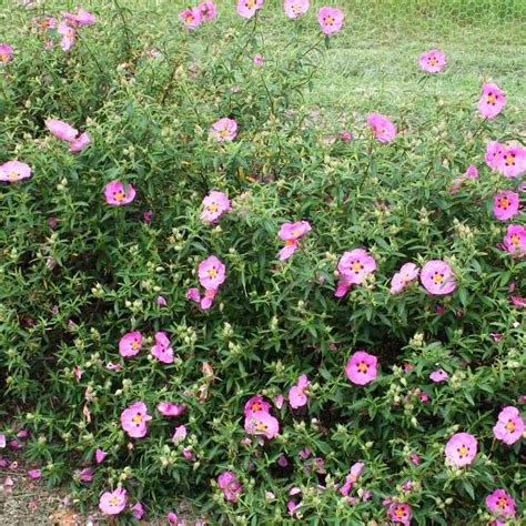 Rock Roses Ground Cover At Keira Jeanneret Blog