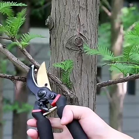 隔日達🔥sk5鋼樹枝剪刀 粗枝園林剪 修剪果樹 修枝剪 多用途花園剪刀 花卉 花剪 園藝剪 花藝剪刀 園藝剪刀 果樹剪 蝦皮購物