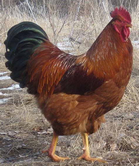 New Hampshire Rooster Allevamenti Polli New Hampshire In Italia Aouv