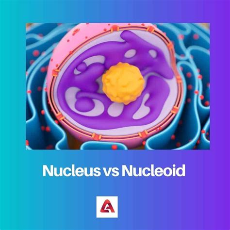 Núcleo Vs Nucleóide Diferença E Comparação
