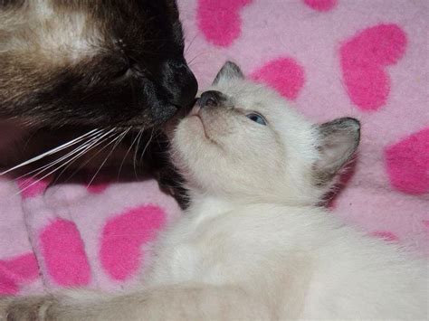 Pin By Virginia Lamont Naegeli Create On Peeps Kitty Cats Animals