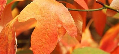 Sassafras Tree Pruning Tips