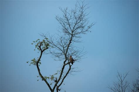 Premium Photo Bird In The Tree Bramch