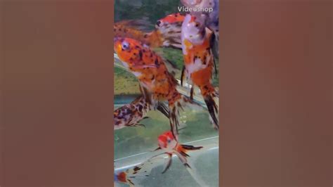 Butterfly Koi Carpa Mariposa Youtube