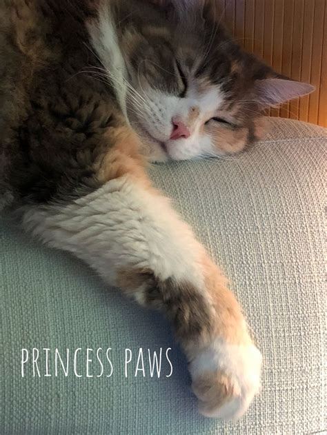 Oh To Be A Kitty Kitty Little Princess Cats