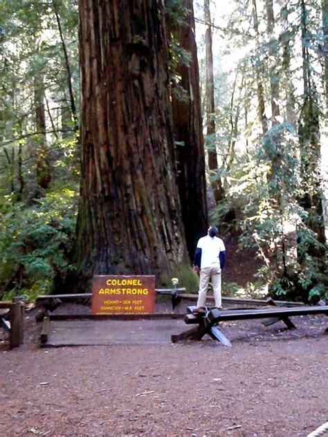 The Approximately 1400 Year Old Redwood Named The Colonel Armstrong