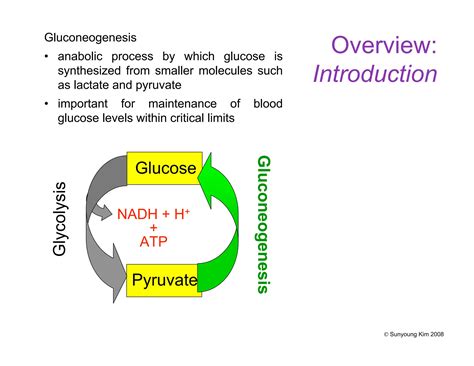 Gluconeogenesis 2008 Biochem 201 Handout Pdf